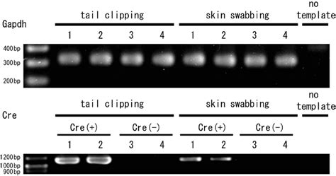 Pcr Analysis Of Gdna Isolated After Skin Swabbing Of Adult Mice Agrees Download Scientific