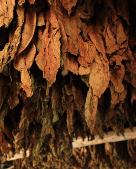 Parts Of Tobacco Leaves