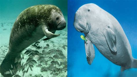 Dugong Tail