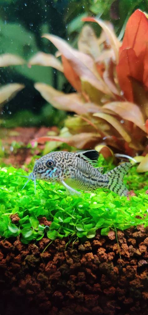 Cory Identification Corydoras