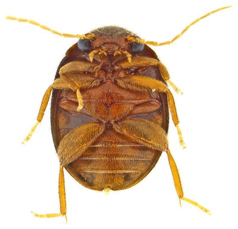 Scirtes Scirtes Plagiatus Bugguide Net