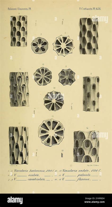 Displaying Distinct Morphological Characteristics Hi Res Stock