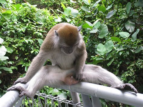 Egyptian Woman Imprisoned For Sexually Harassing A Monkey Courtroom Mail