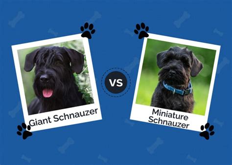 Giant Schnauzer Vs Miniature Schnauzer The Differences With Pictures