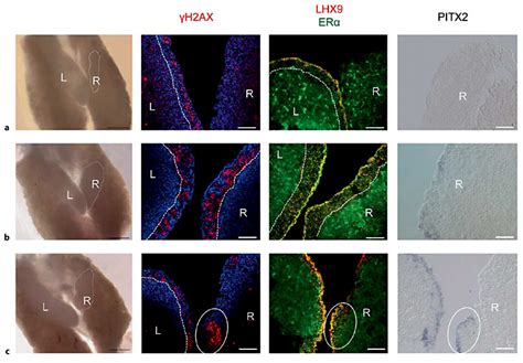 PITX2 Confers Left Identity To The Differentiating Ovary E12 13 Download Scientific Diagram