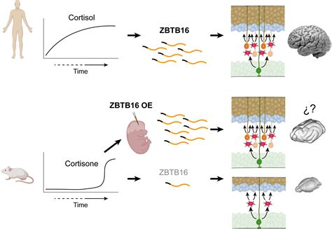Keep Calm And Make Neurons The Effects Of Glucocorticoids On Human