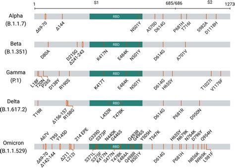 The Schematic Diagram Showing The Spike Mutations Of Five Variants Of Download Scientific