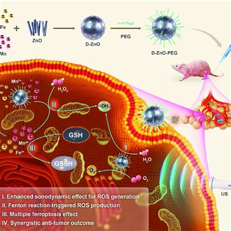 Schematic Illustration Of The Synthesis Of D Zno Peg Download