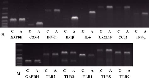 Rt Pcr Validation Of Pcr Array Results After Cells Were Treated By 50