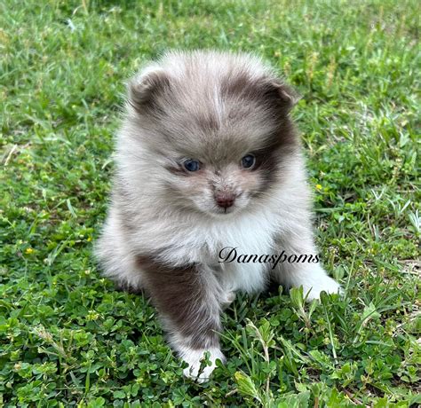 Pomeranian Chocolate Merle
