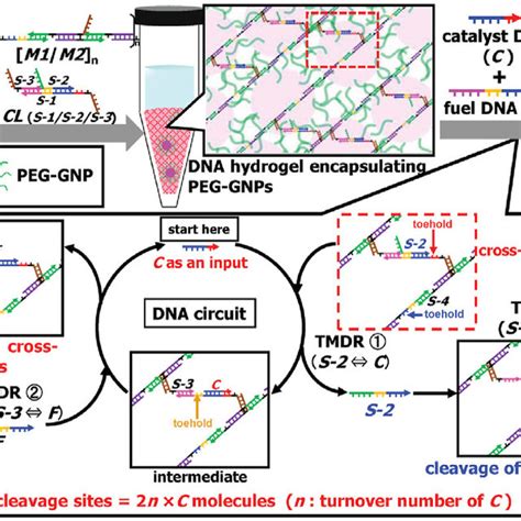 Schematic Of The Principle Of A Dynamically Programmed Dna Hydrogel