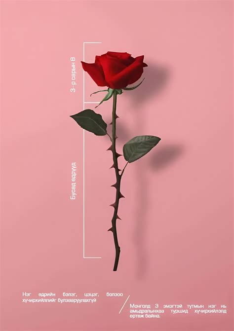 One Нэг өдрийн бэлэг цэцэг болзоо хүчирхийллийг булзааруулахгүй ☝️ 4 эмэгтэй тутмын 3 нь