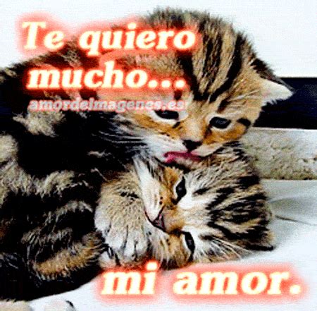 Tes E Infusiones Kissing  Giphy 