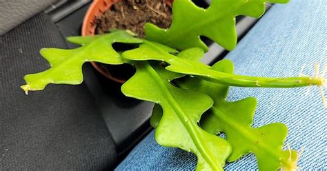 Weird Plant Album On Imgur