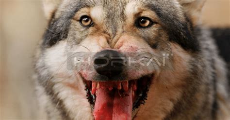 Wolf Snarling Front View Wolf Snarling Front View