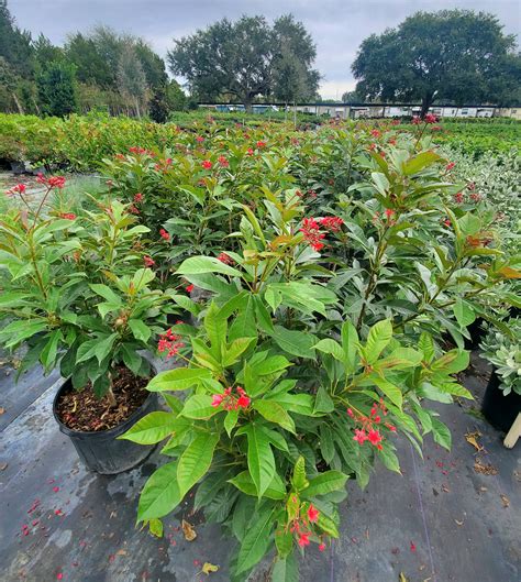 Jatropha Native Jungle