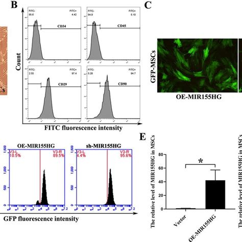 Characterization Of Mscs And Lentiviral Transfection A Cultured Mscs Download Scientific