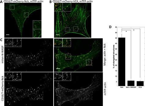 Integration Of Linear And Dendritic Actin Nucleation In Nck Induced Actin Comets Pmc