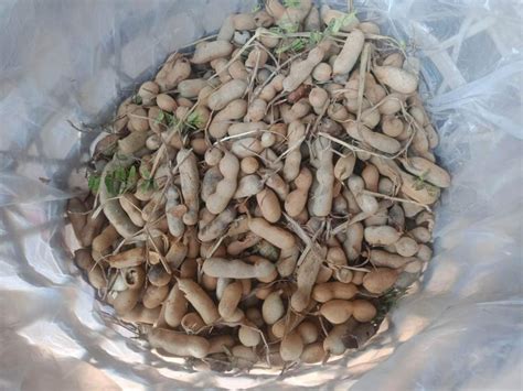 စုကလိမြို့တွင် မန်ကျည်းသီးများစောလျင်စွာထွက်ရှိသဖြင့် စျေးကောင်းရရှိ Information And Public