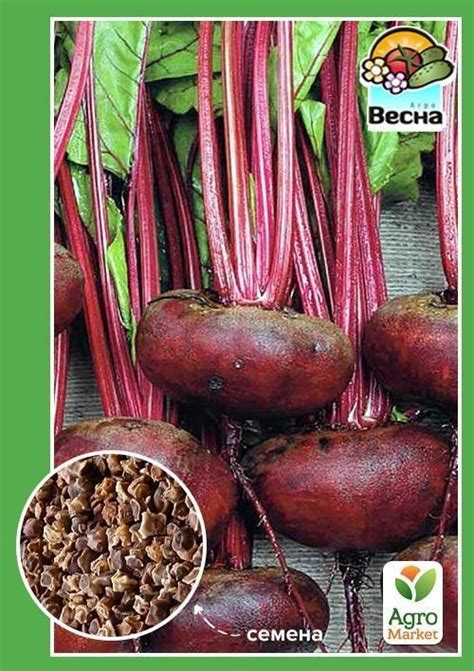 СВЕКЛА ЕГИПЕТСКАЯ ПЛОСКАЯ (ВЕСНА), купить в Одессе, Киеве и Украине ...