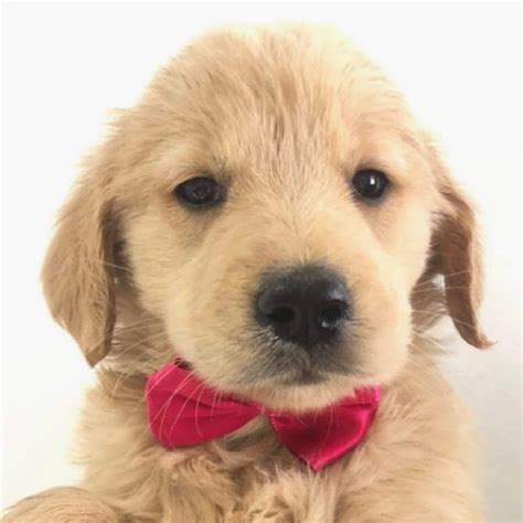 Miranda Evans Youtube