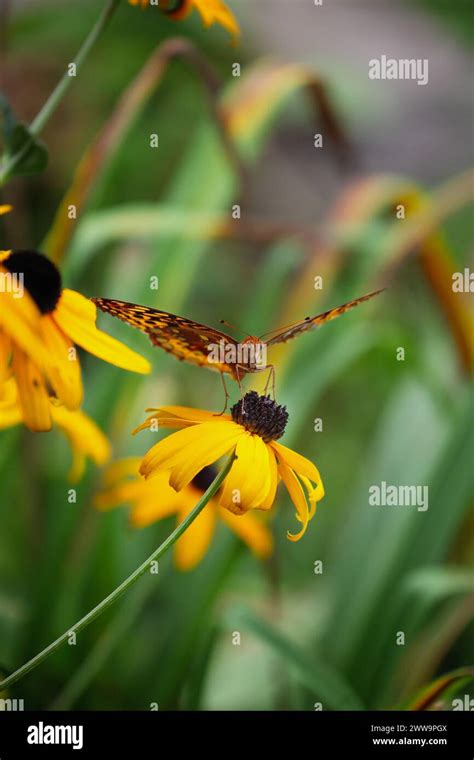 Great Spangled Fritillary Butterfly On A Black Eyed Susan Blossom
