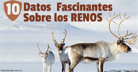 Hechos Fascinantes Sobre El Reno
