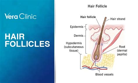 Understanding Hair Follicles Inflamed Hair Follicles And More