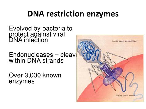 PPT Forensic DNA Fingerprinting Using Restriction Enzymes PowerPoint Presentation ID 2351901