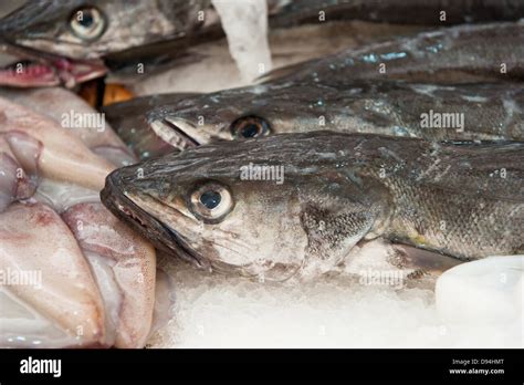 Hake Hi Res Stock Photography And Images Alamy