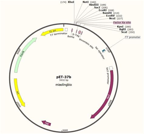 P0093 Pbluescript Ii Ks 噬菌体展示质粒 阿仪网
