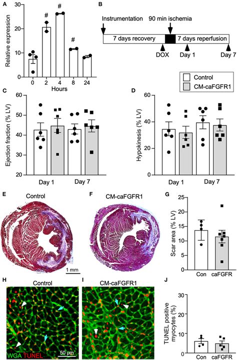 conditional targeting of an inducible constitutively active fgfr1 in