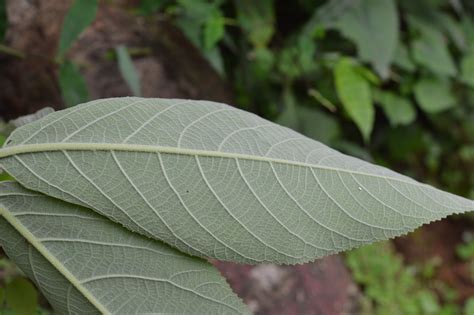 Callicarpa Macrophylla Eflora Of India