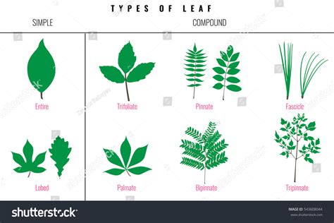 Trifoliate Compound Leaf