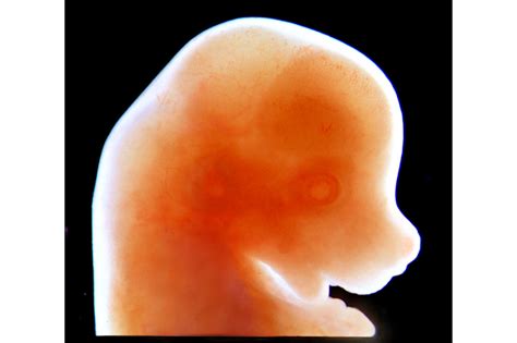 Importance Of Selective Binding In Developmental Signaling Elife