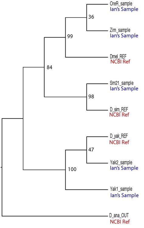 Phylogenetic Tree Of Mitochondrial Sequences Download Scientific Diagram
