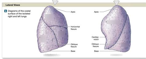 Lobes Lungs Human Diagram Quizlet