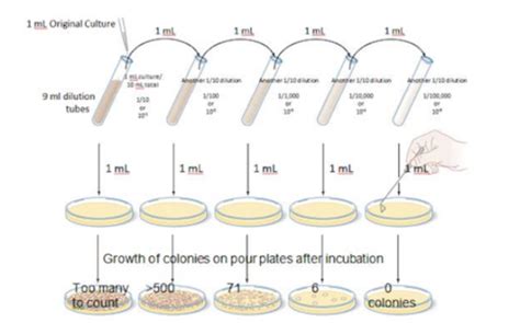 Lab 8 Standard Plate Count And Dilutions Flashcards Quizlet