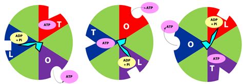Atp Synthase Bioc2580 Introduction To Biochemistry