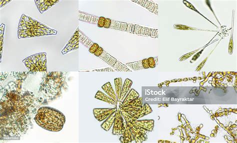 Microalgae Under Microscopic View Green Algae Cyanobacteria