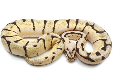 Bumblebee Ball Python For Sale Top Quality Python Morphs