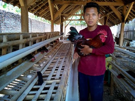 Cara Lengkap Beternak Ayam Kampung Super Dan Cara Berbudidaya Yang Baik