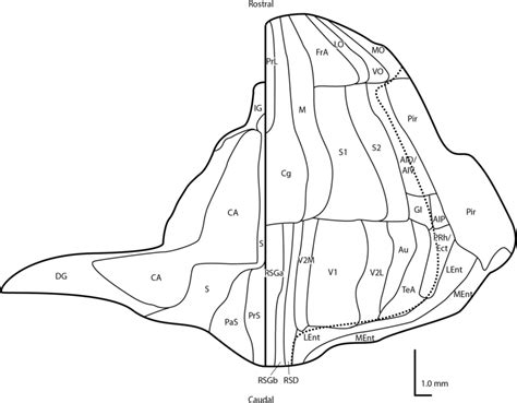 Flattened Cortical Map Prepared By Measuring The Extent Of Various