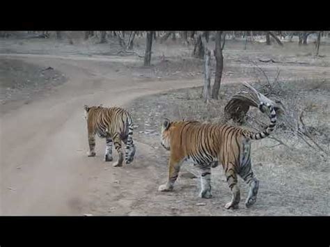 Tiger Sex Mating In Ranthambhore YouTube