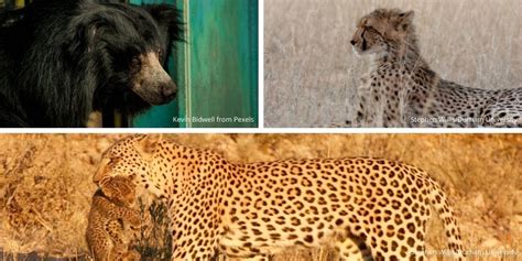 Durham University On Linkedin Man Made Borders Like The Usa Mexico Border Wall Could Make It