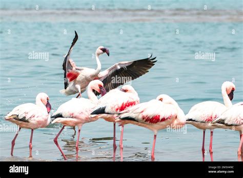 Namibia Flamingos Group Of Pink Flamingos Birds Near Walvis Bay The