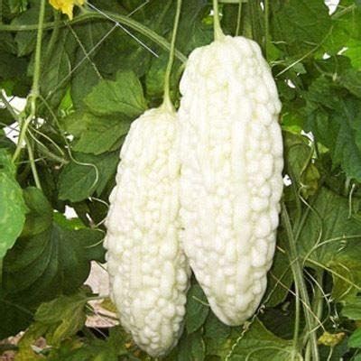 Chińskie Nasiona Gorzki Melon Biała Perła Do Ogrodu Domowego 10 Szt Nikcorp Sklep Empik Com