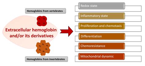 Extracellular Hemoglobin Modulation Of Cellular Functions And Pathophysiological Effects