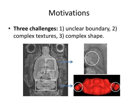 Ppt 3d Segmentation Of Rodent Brain Structures Using Active Volume