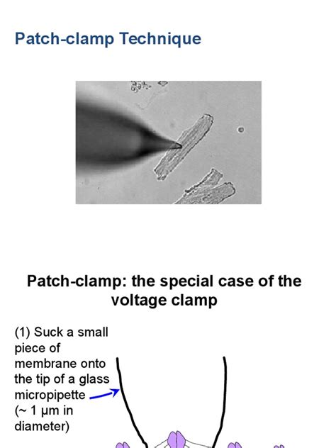 Patch Clamp Pdf Neurophysiology Electrophysiology